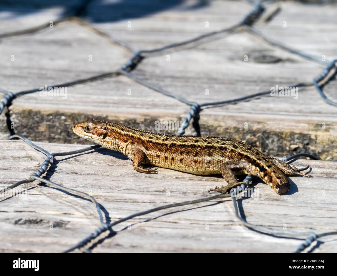 A Common lizard, Zootoca vivipara, that has lost its tail at Foulshaw ...