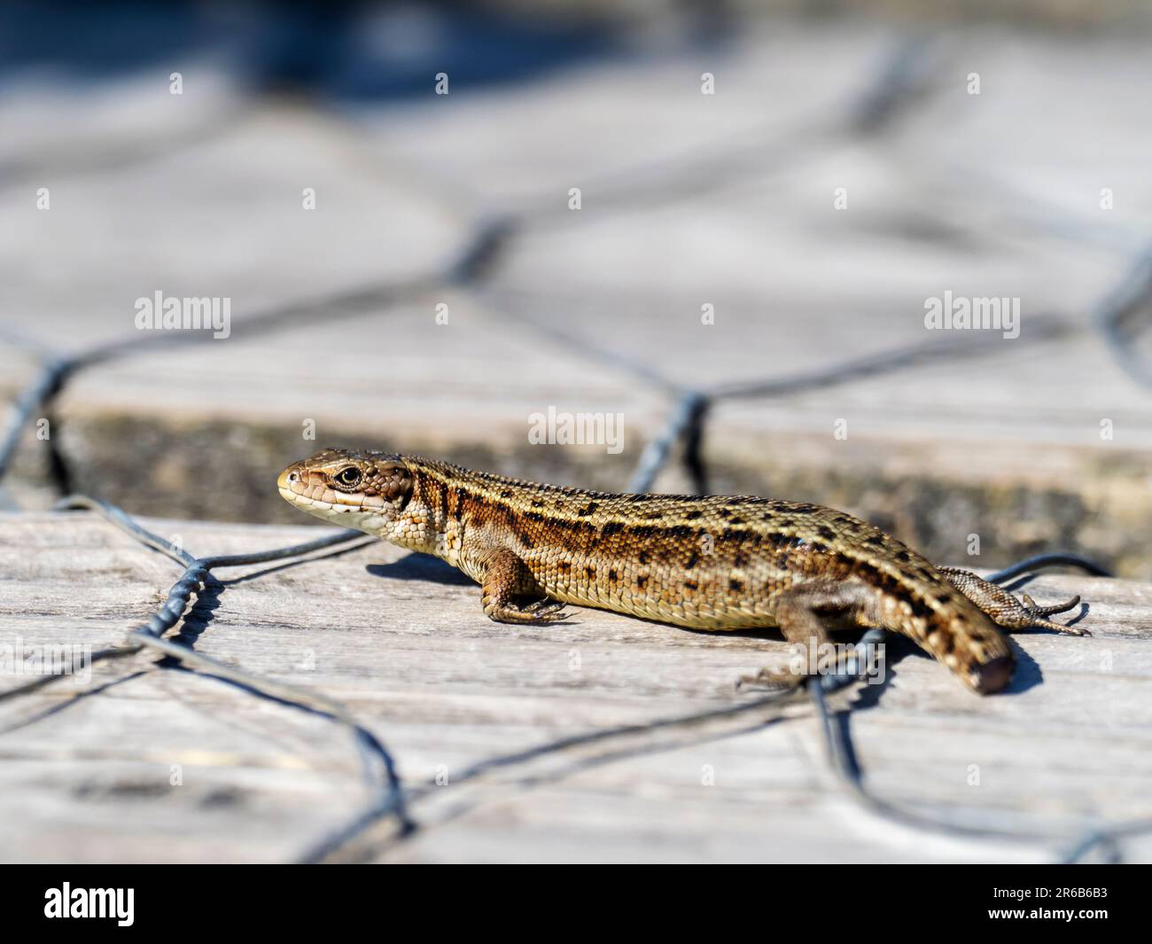 A Common lizard, Zootoca vivipara, that has lost its tail at Foulshaw ...