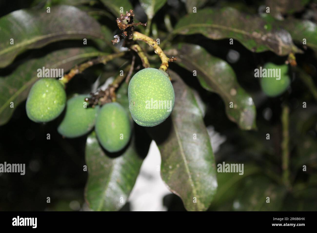 Bangladeshi mango hi-res stock photography and images - Alamy