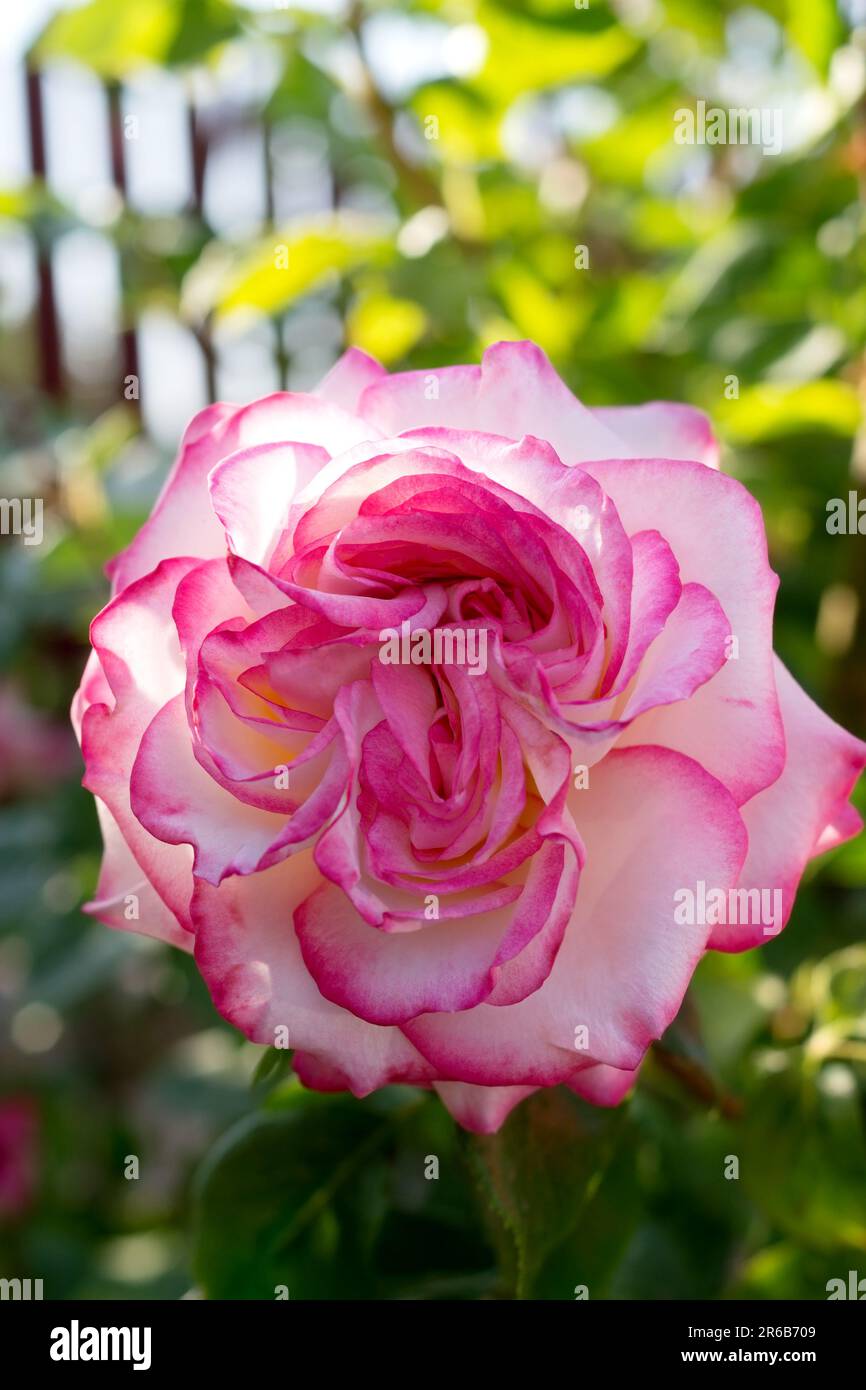 Pink rose in a garden, bush of roses, floriculture Stock Photo - Alamy