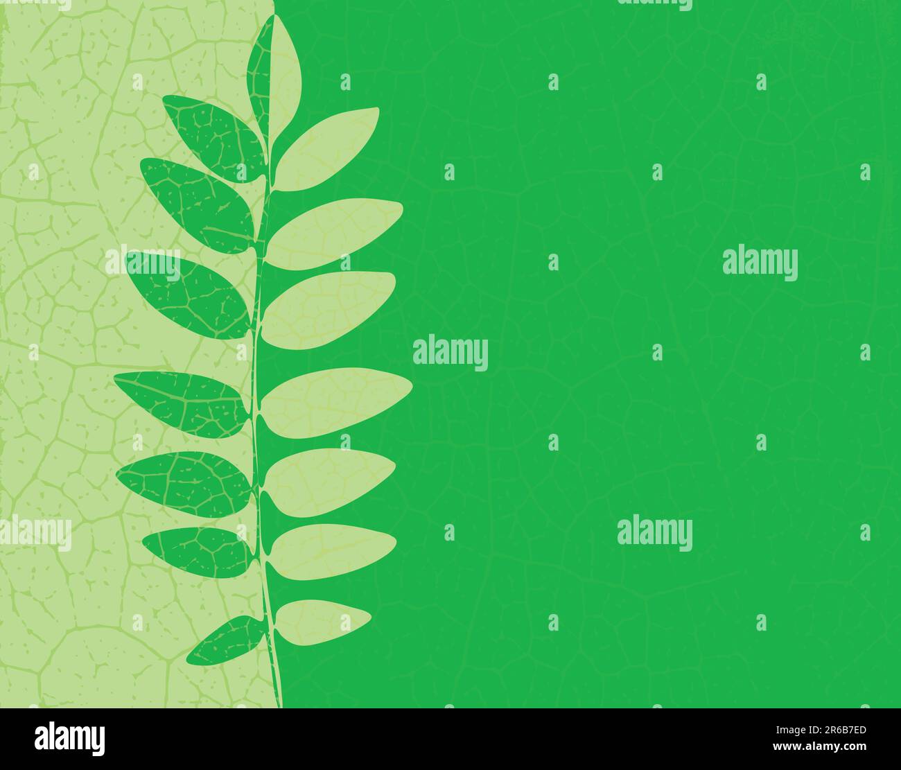 Editable vector illustration of an ash leaf with veins Stock Vector ...