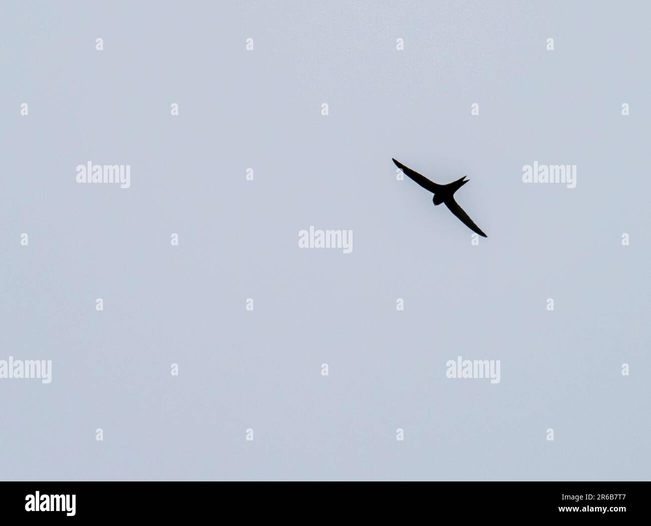 Common Swift, Apus apus, flying over Ambleside, Lake District, UK Stock ...