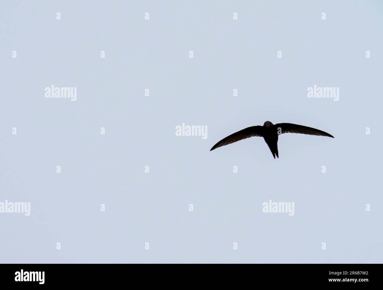 Common Swift, Apus apus, flying over Ambleside, Lake District, UK Stock ...