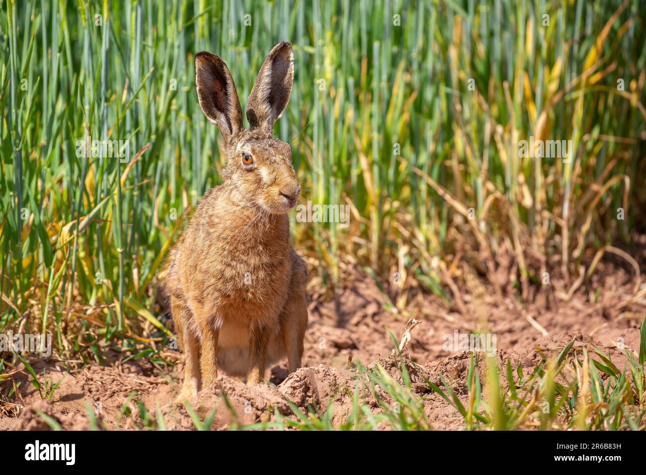Hare Front View