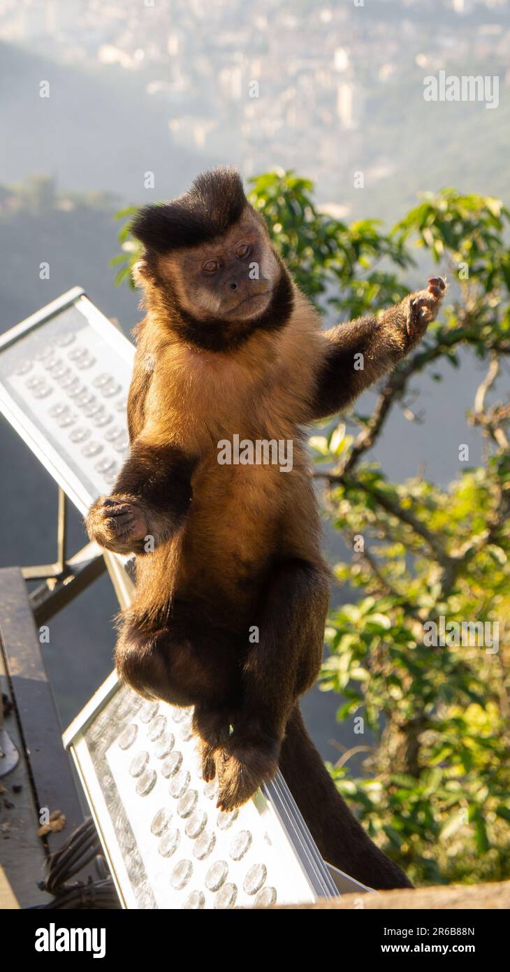 A monkey perched atop a metal ramp, with a breathtaking panoramic view ...