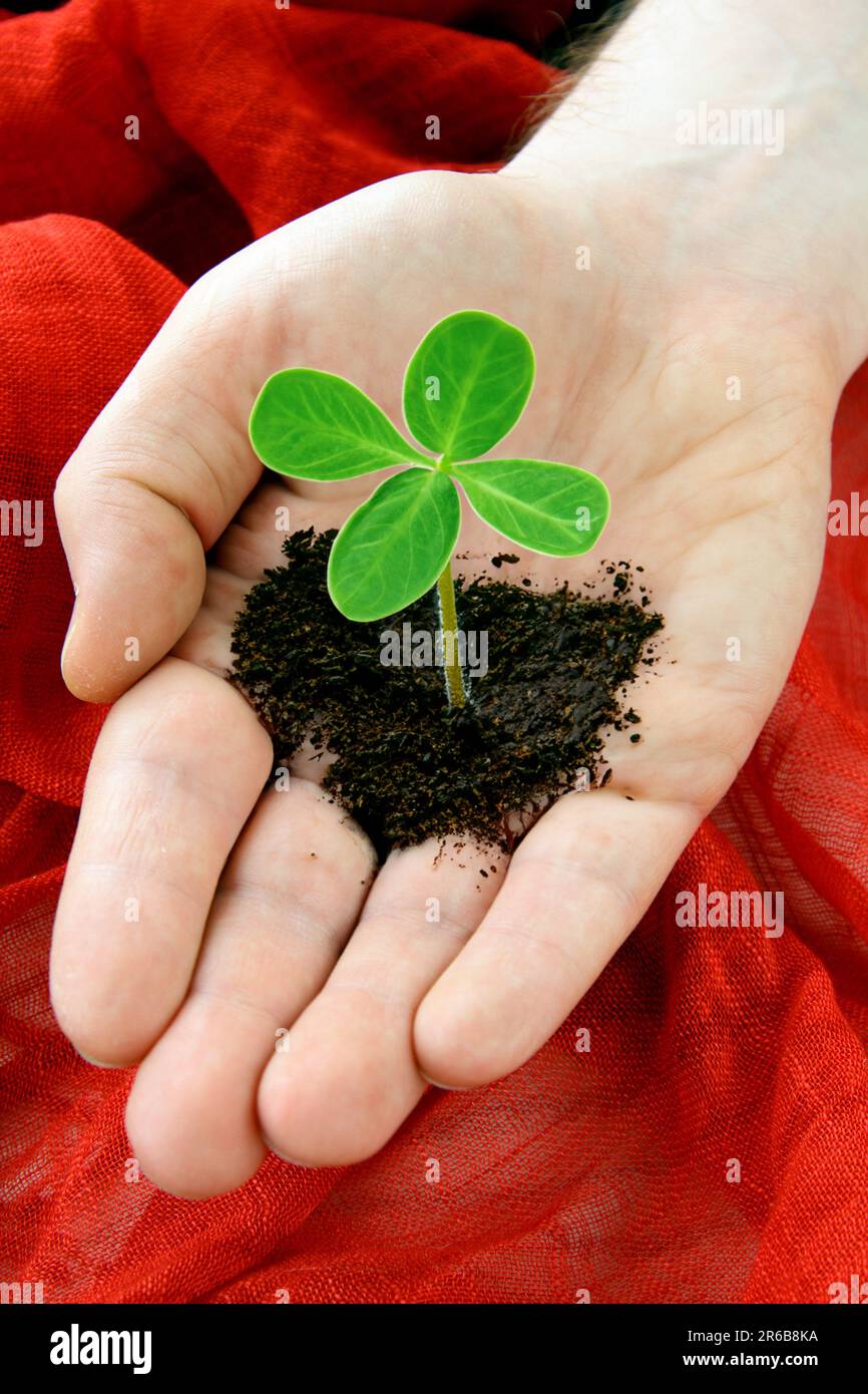 green clover sprout with soil in hand Stock Photo - Alamy