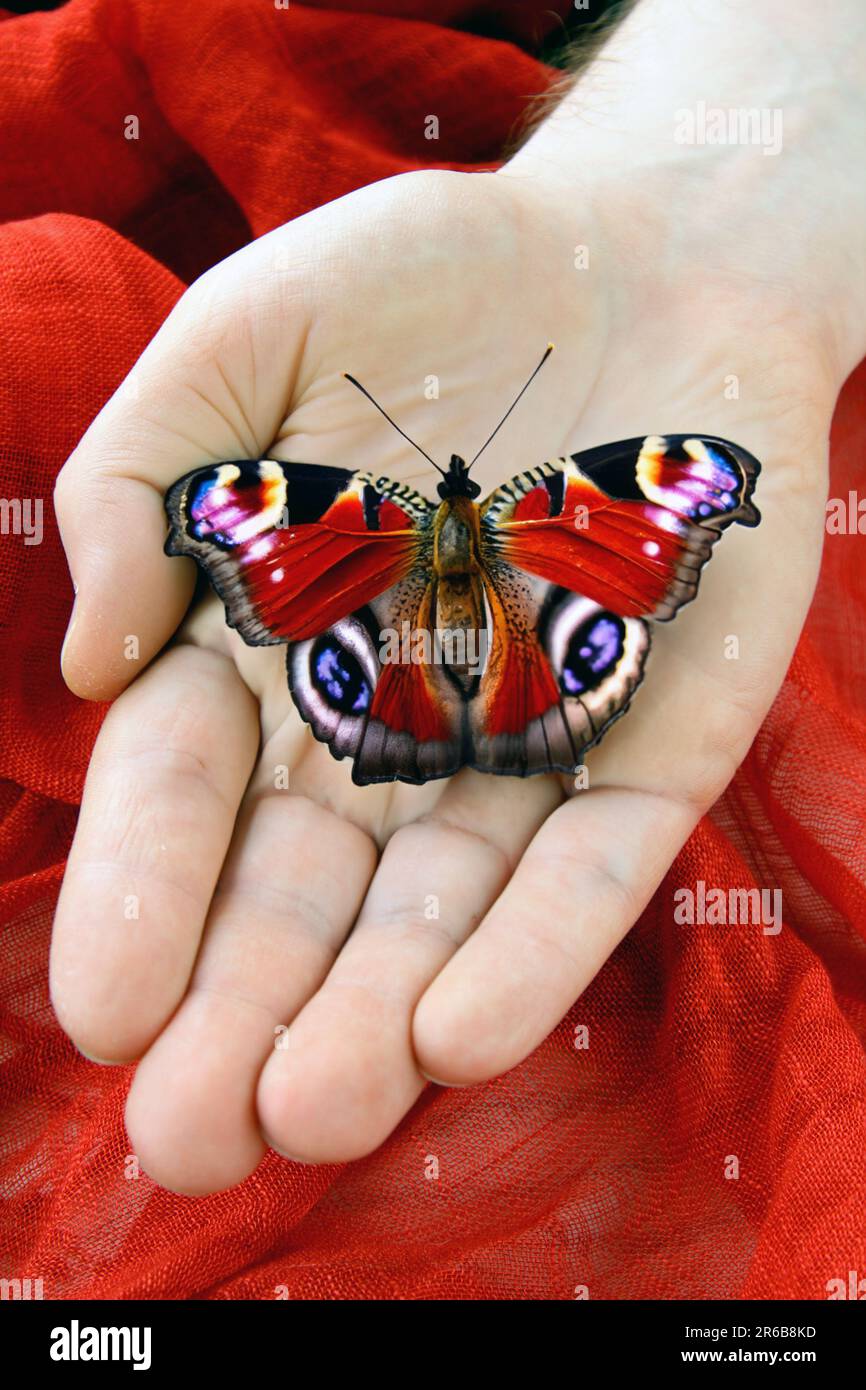 beautiful colorful butterfly in hand Stock Photo - Alamy