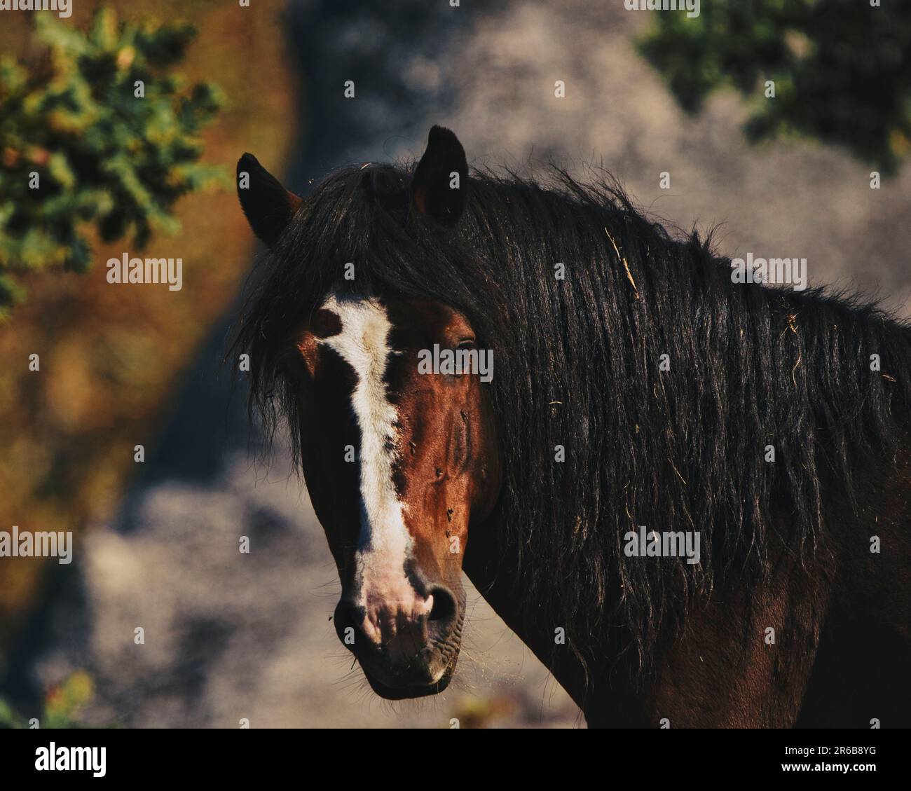 A close-up shot of a brown horse with a long, full mane Stock Photo - Alamy