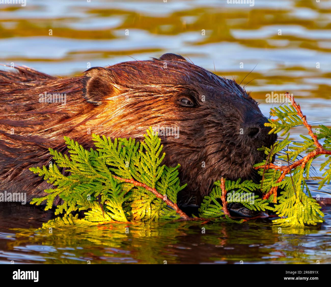 Beaver head close-up side view eating a cedar branch in a lake and ...