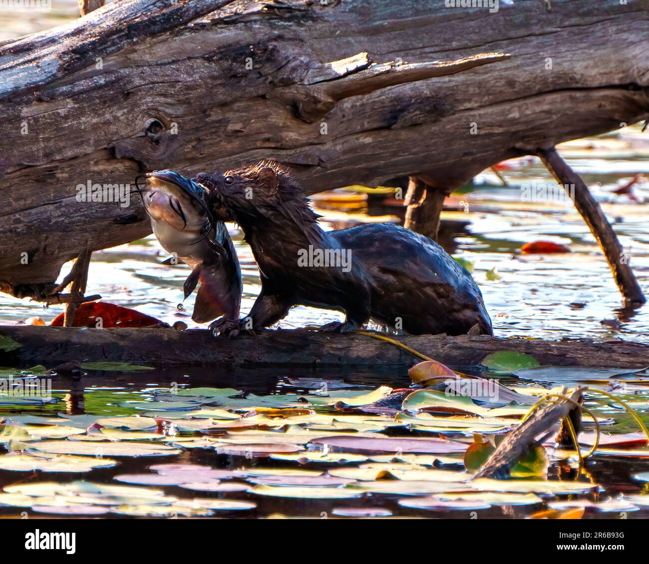 Weasel with a fish in its mouth and walking on a log in the marsh water ...