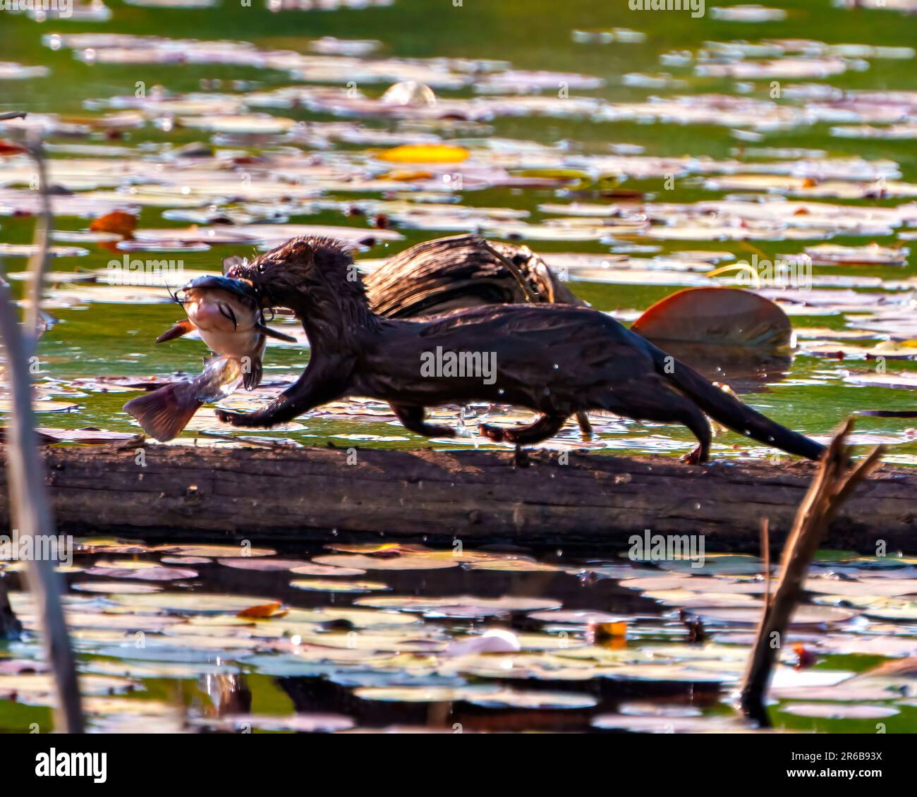 Weasel with a fish in its mouth and walking on a log in the marsh water ...