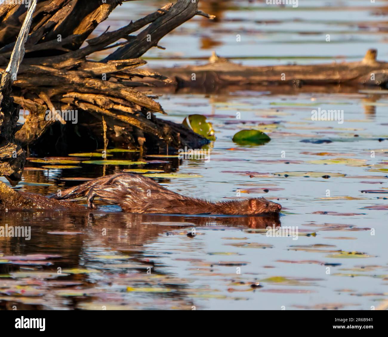 Weasel side view swimming in the water with water lily pads in its ...