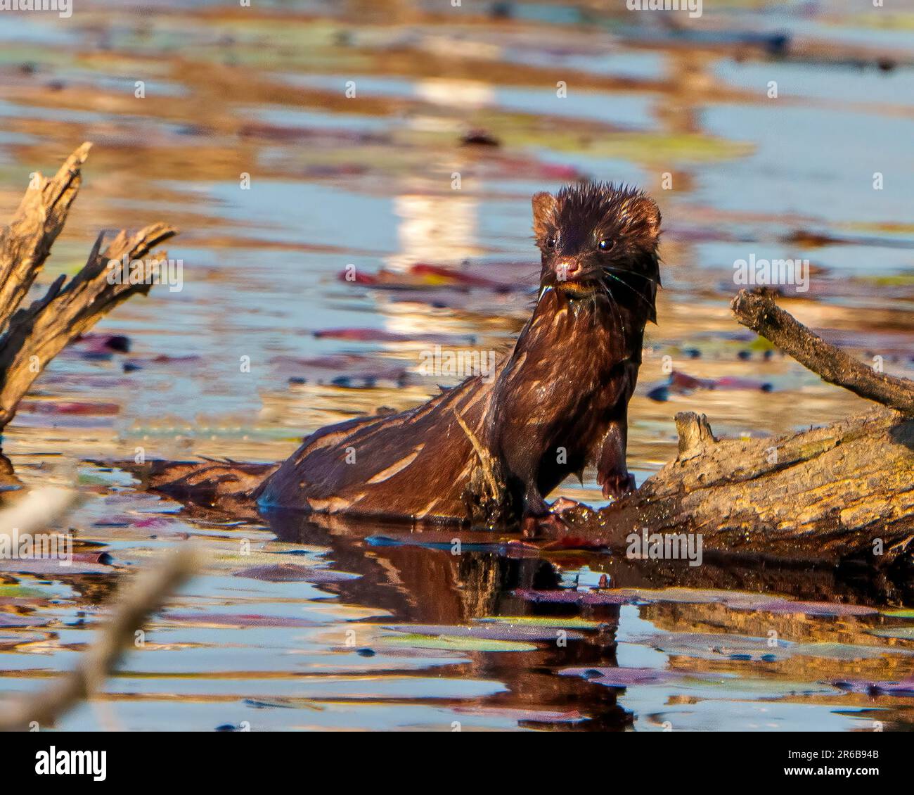 Standing up weasel hi-res stock photography and images - Alamy