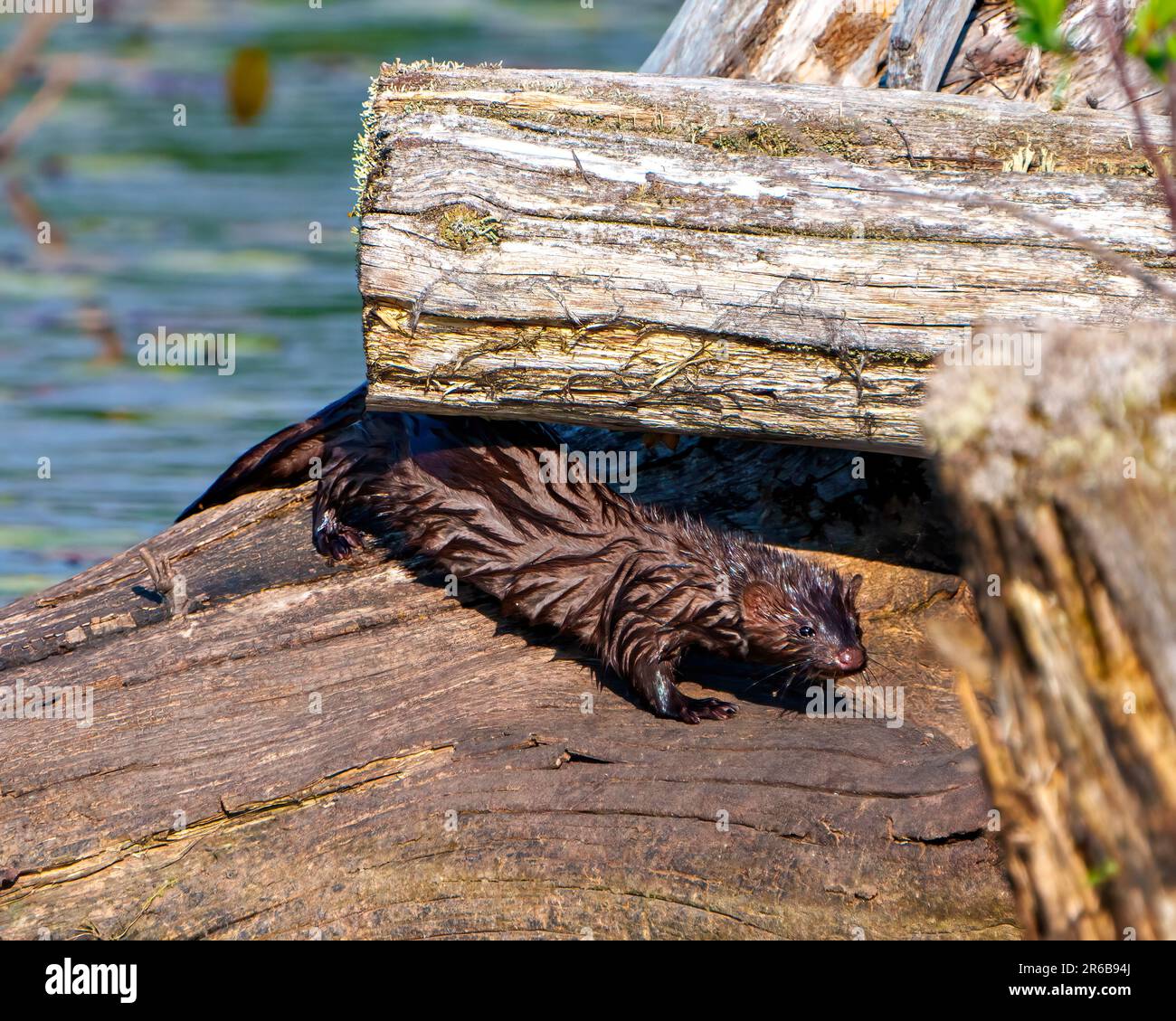 Weasel hiding under a dead log with a side view displaying wet brown ...