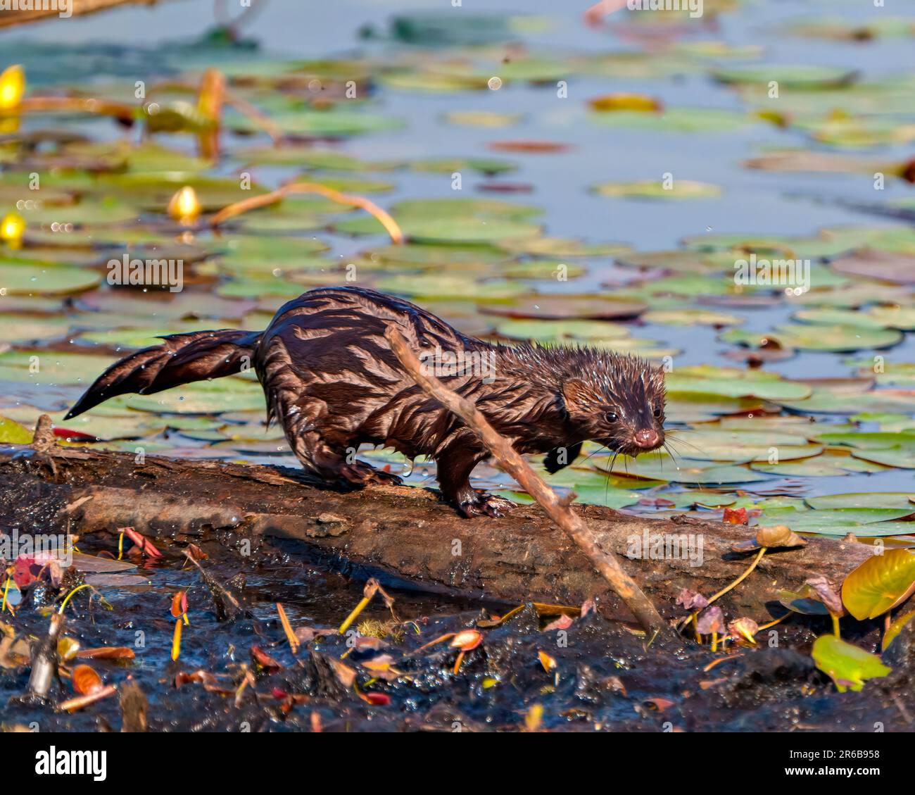 Weasel walking on a log with water lily in its environment and habitat ...