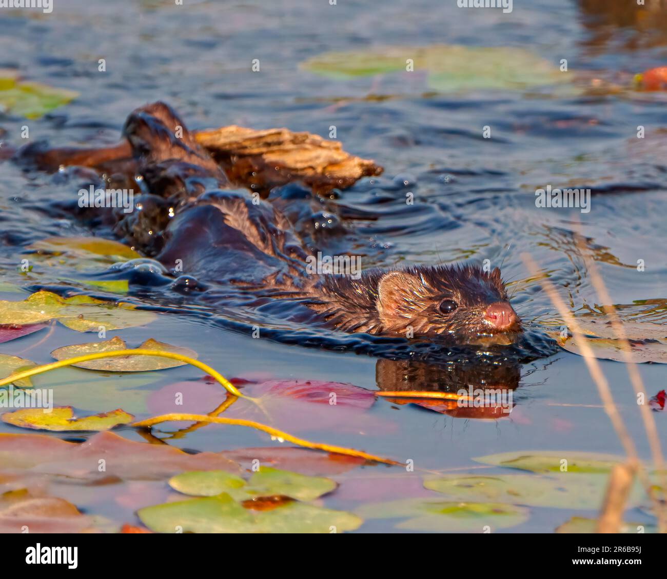 Weasel close-up front view swimming in water with water lily in its ...