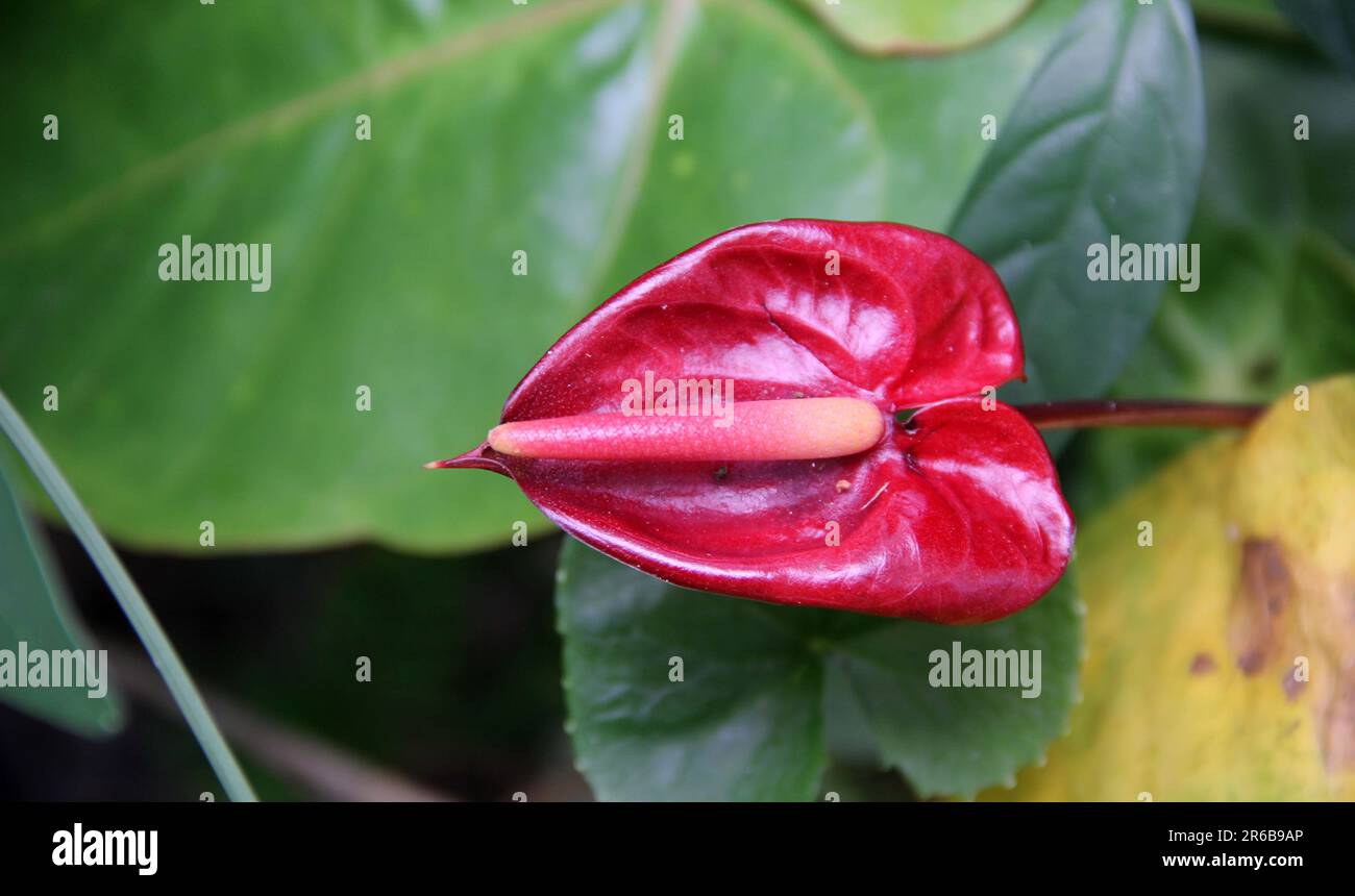 closeup view of an anthurium flower Stock Photo - Alamy