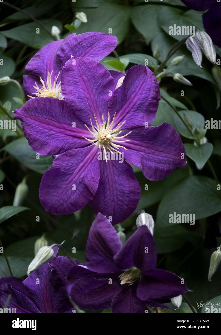 One, showy, deep purple Clematis flowers on a lush green leafy ...