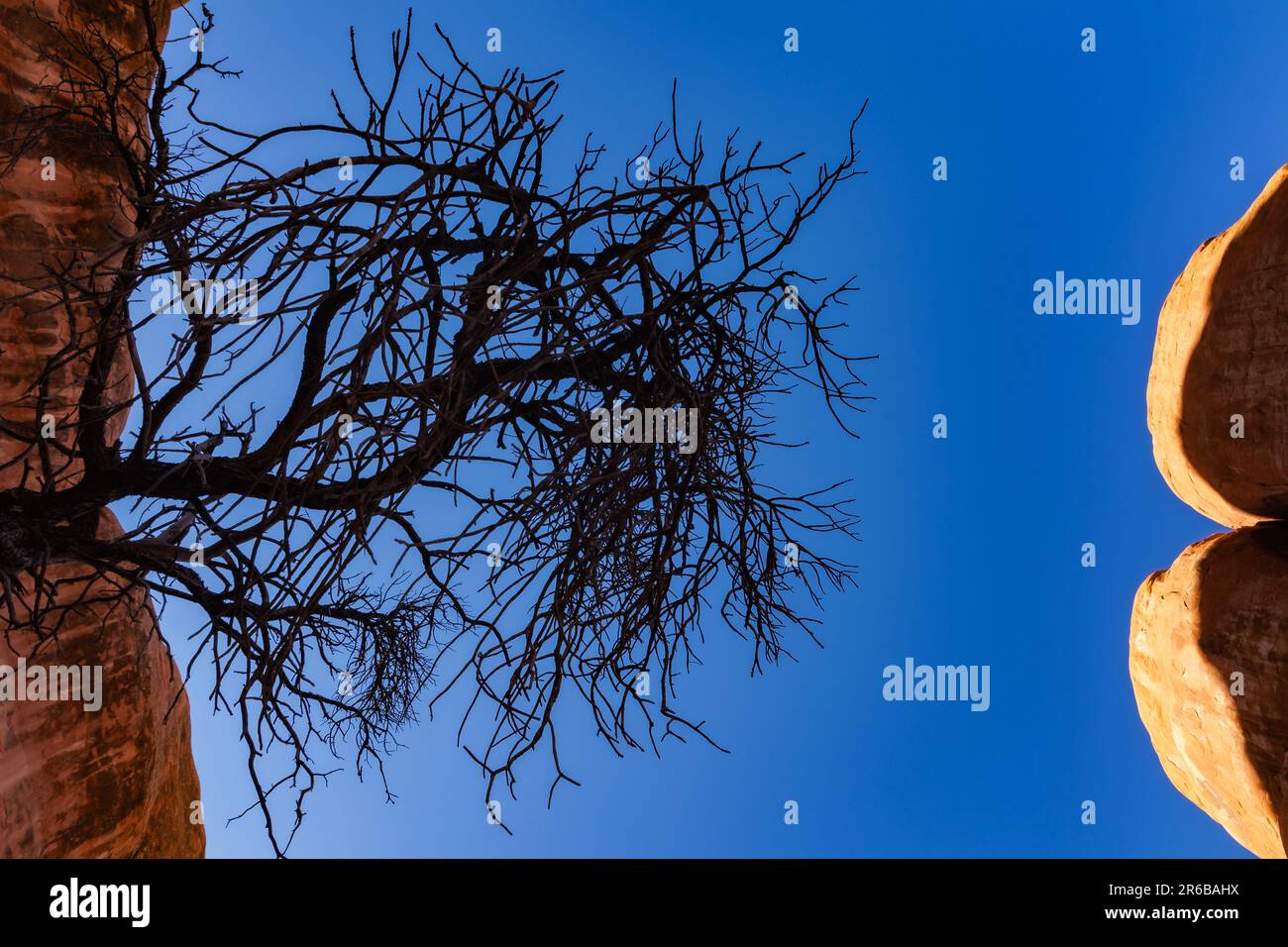 Dry tree protruding from rock face. The park has over 2,000 natural ...