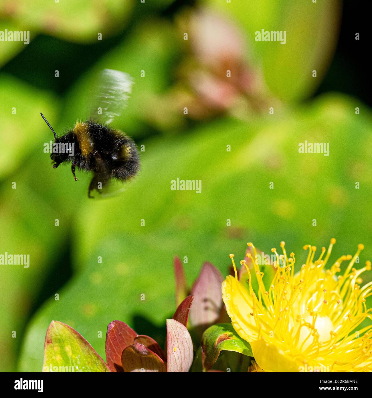 Bee on a flower, covered in pollen Stock Photo - Alamy