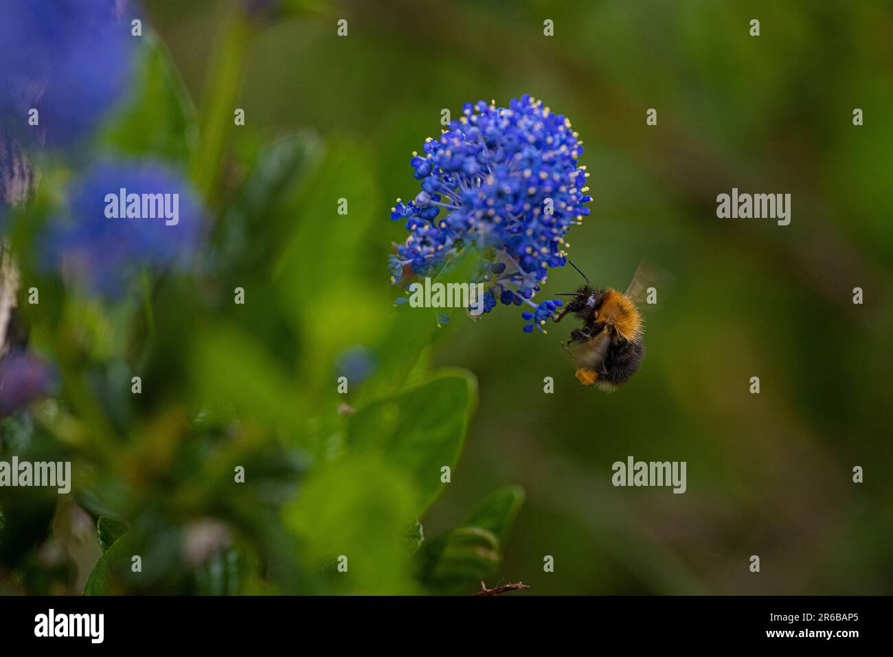 Bee on a flower, covered in pollen Stock Photo - Alamy
