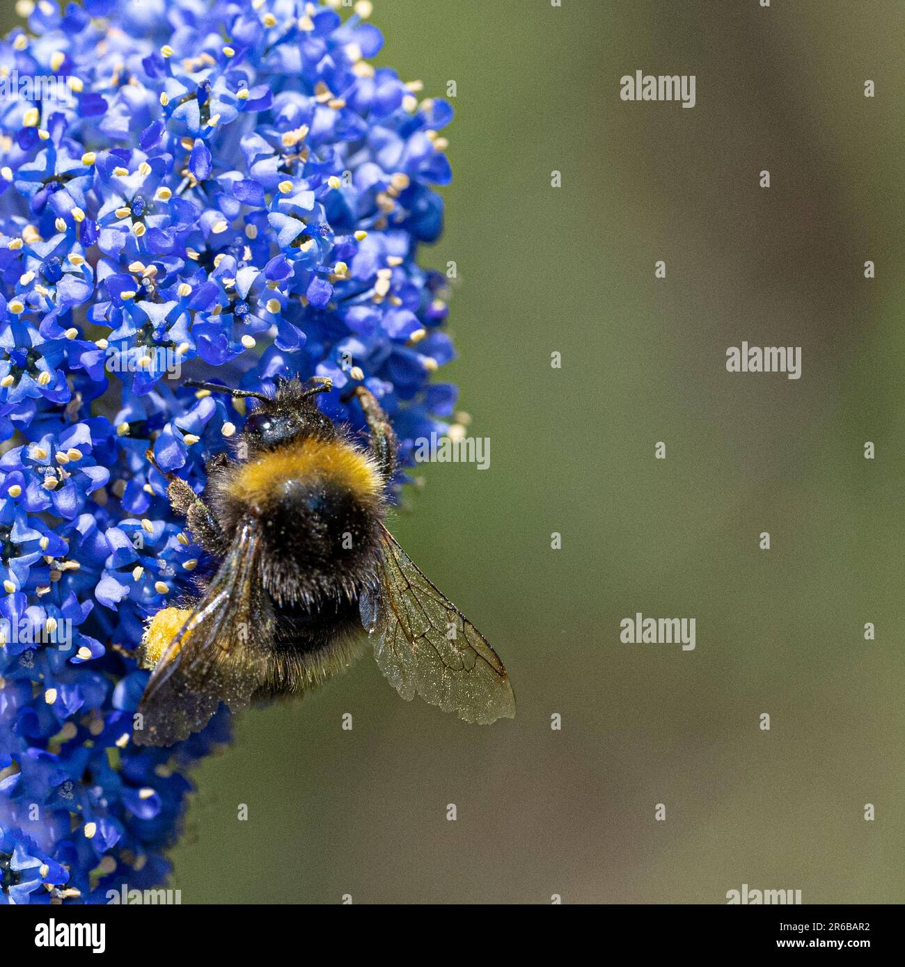 Pollen covered wasp hi-res stock photography and images - Alamy