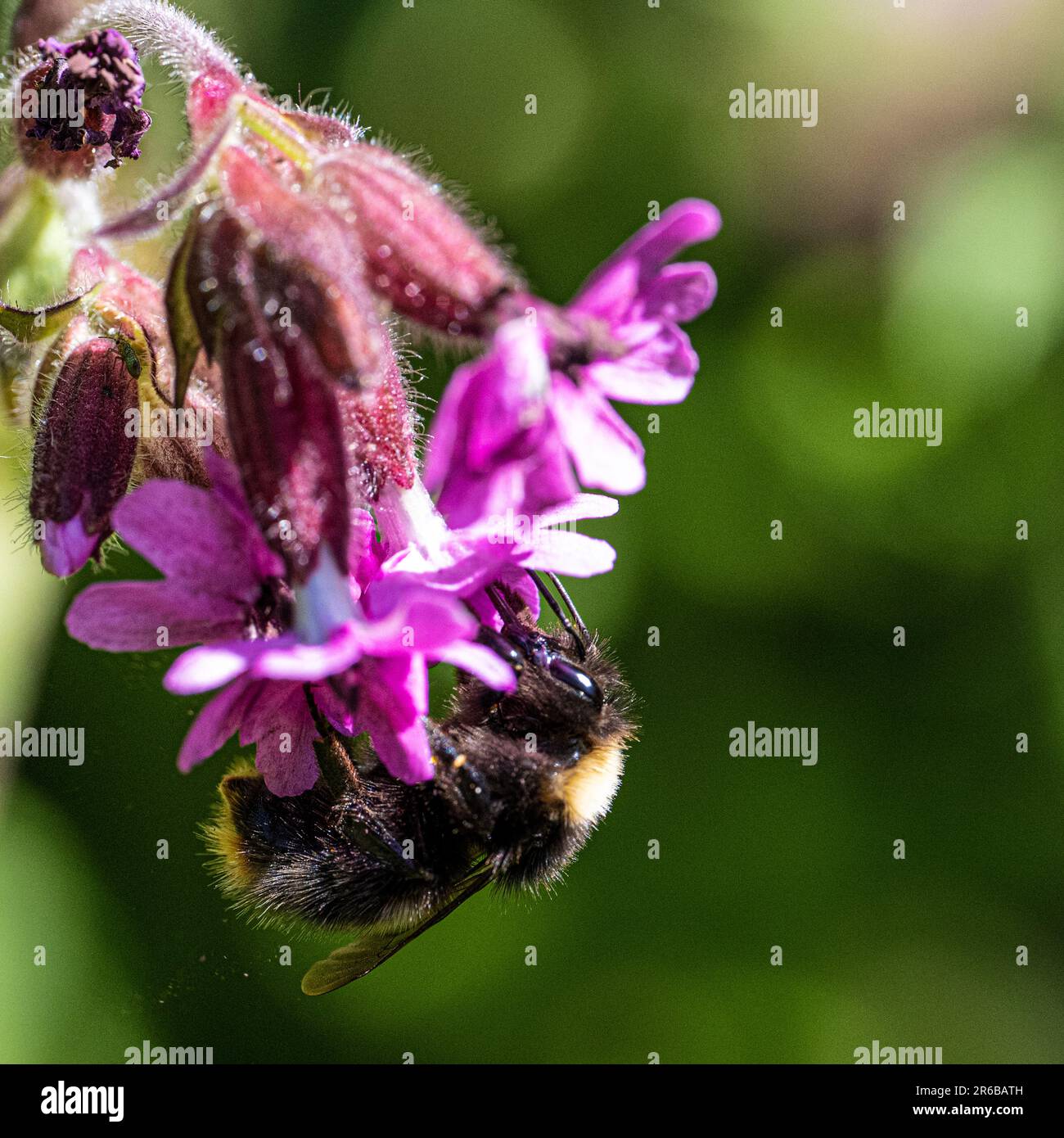 Promoting pollination hi-res stock photography and images - Alamy