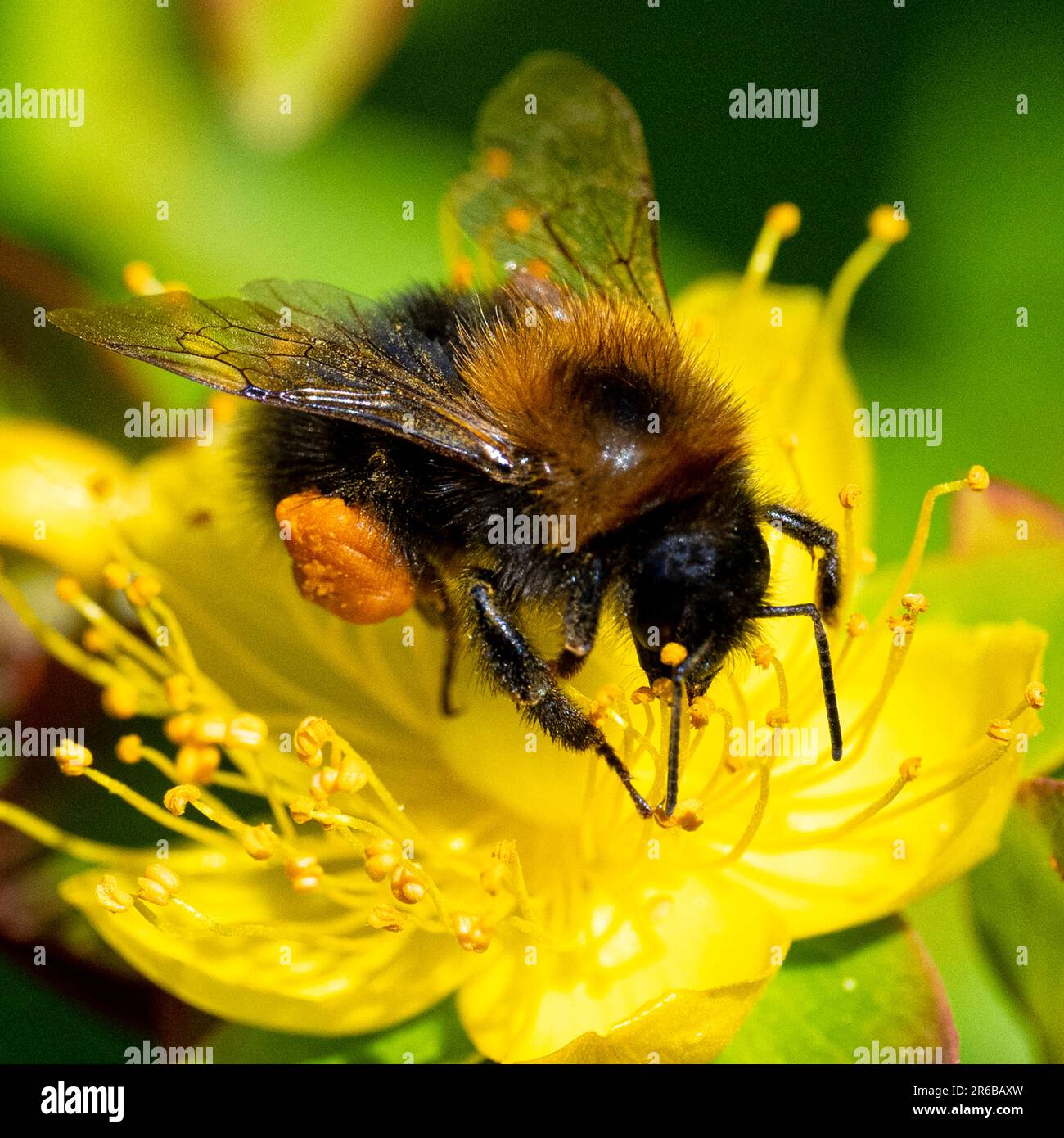 Bee on a flower, covered in pollen,enabling fertilization and the ...