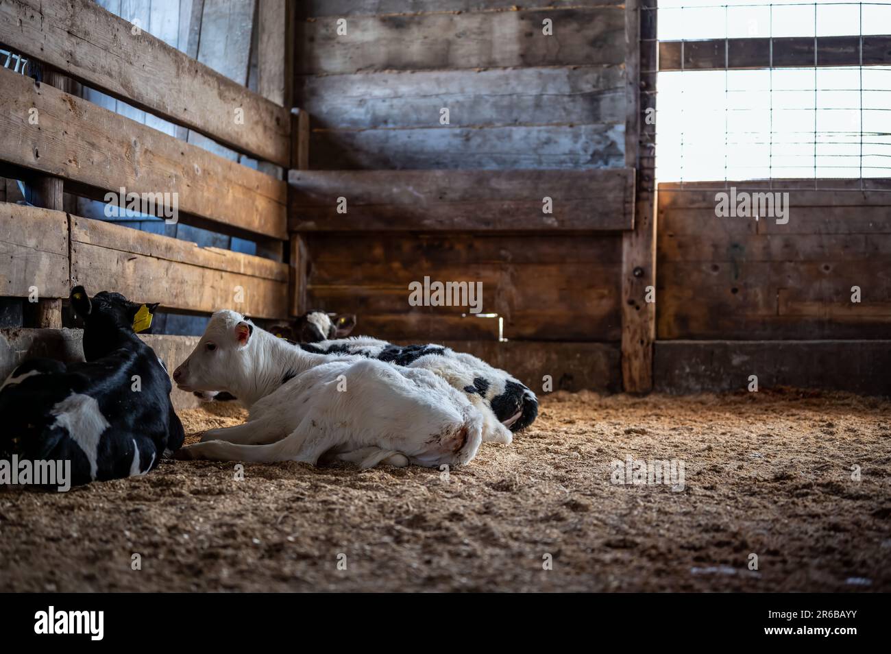 Weaned Holstein dairy calves laying a pen on sawdust and straw Stock ...