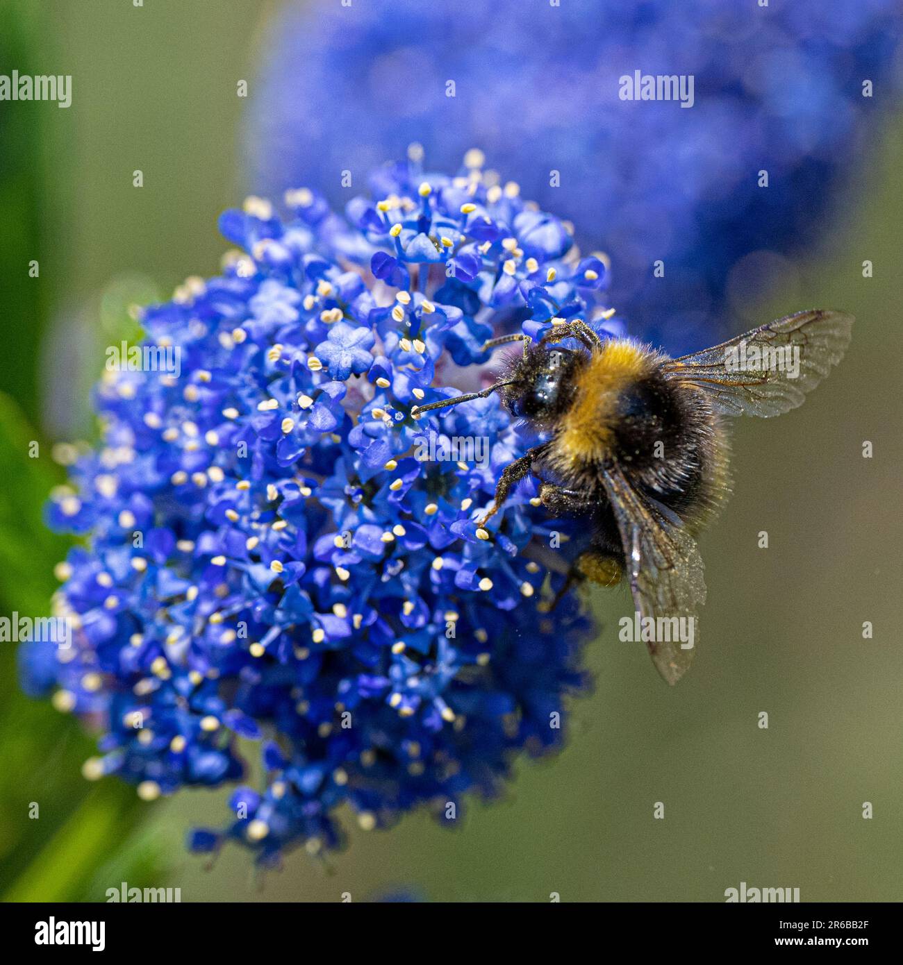 Bees enabling fertilization and the production of seeds and fruits hi ...