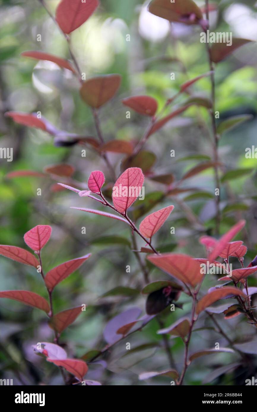 Leaves of Chinese Fringe or Chinese Witch Hazel tree. shallow dept of ...