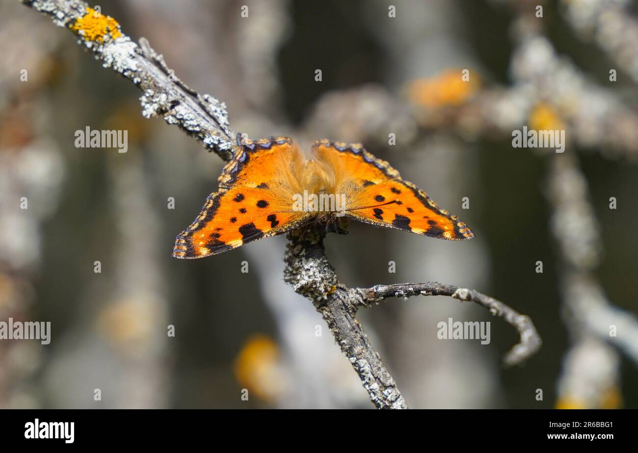Large tortoiseshell (Nymphalis polychloros ) butterfly taking some sun ...