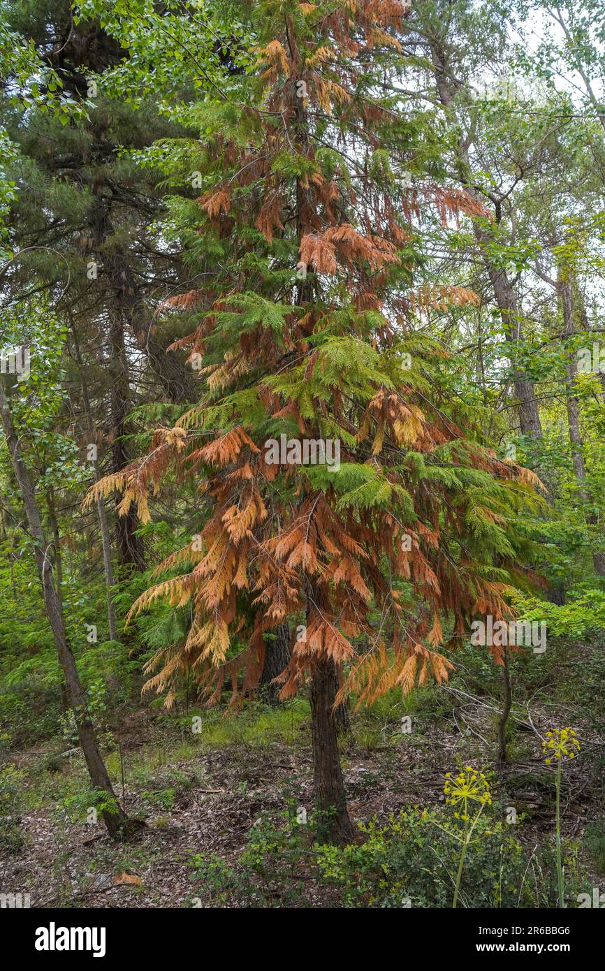 Browning and dropping hi-res stock photography and images - Alamy