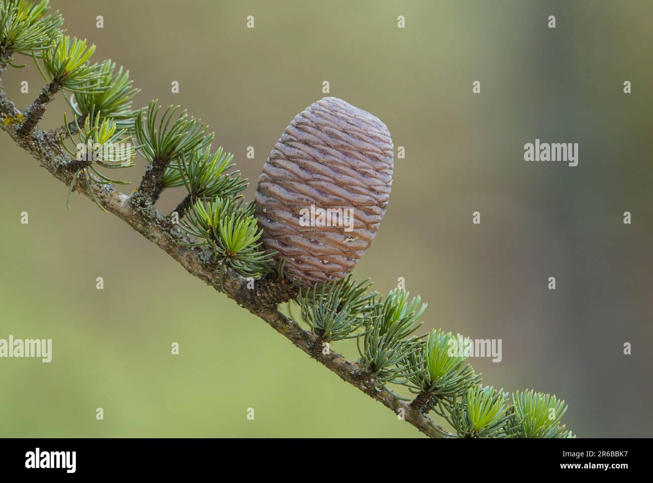Cedar tree cones hi-res stock photography and images - Alamy