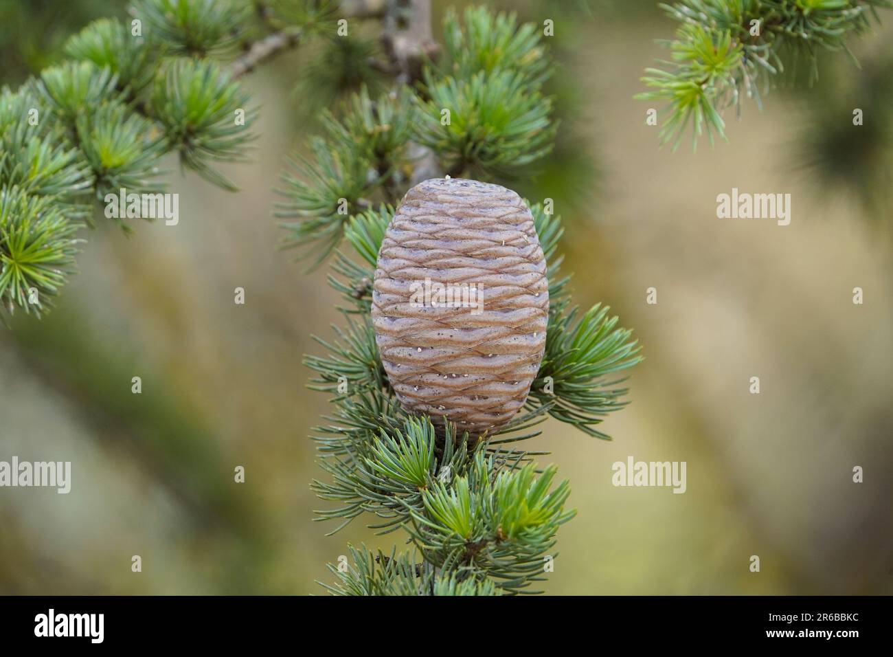 Pine cone on tree of Atlas cedar cones, unripe cones, Andalucia, Spain ...