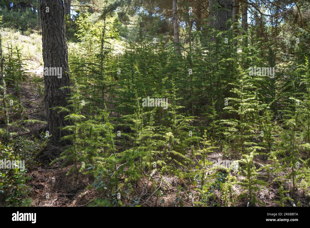 Young pine in undergrowth of pine forest predominantly Atlas cedar ...