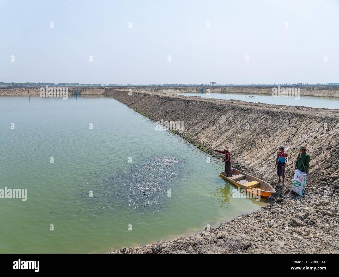 Feeding of fish at a fish farm located at the Irrawaddy Delta in ...