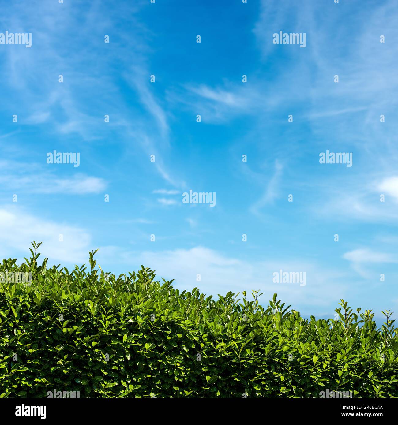 Evergreen boundary hedge hi-res stock photography and images - Alamy