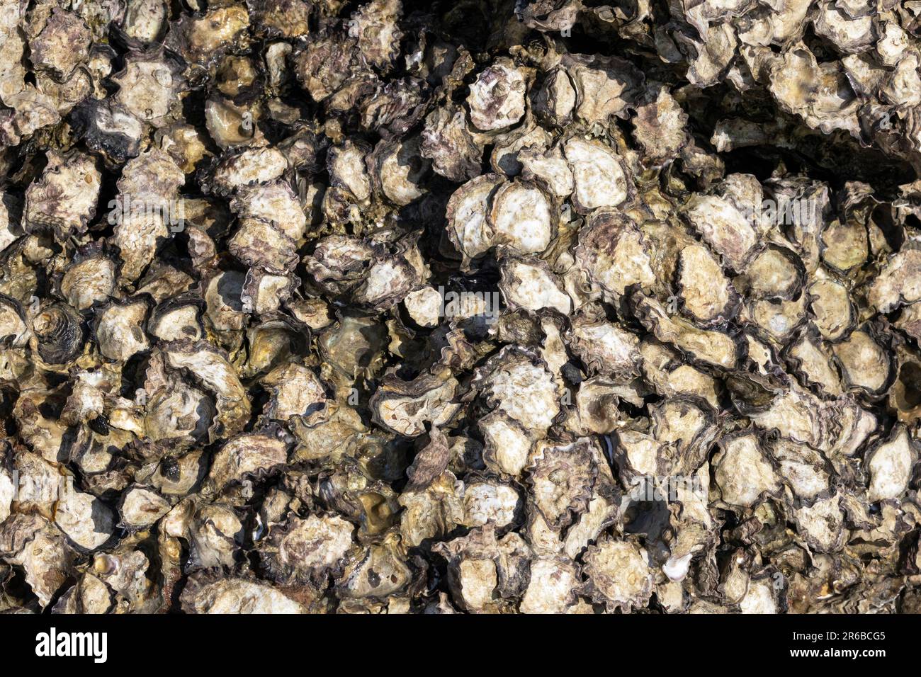 Forming dense masses covering the rocks and coral at the high tide mark ...