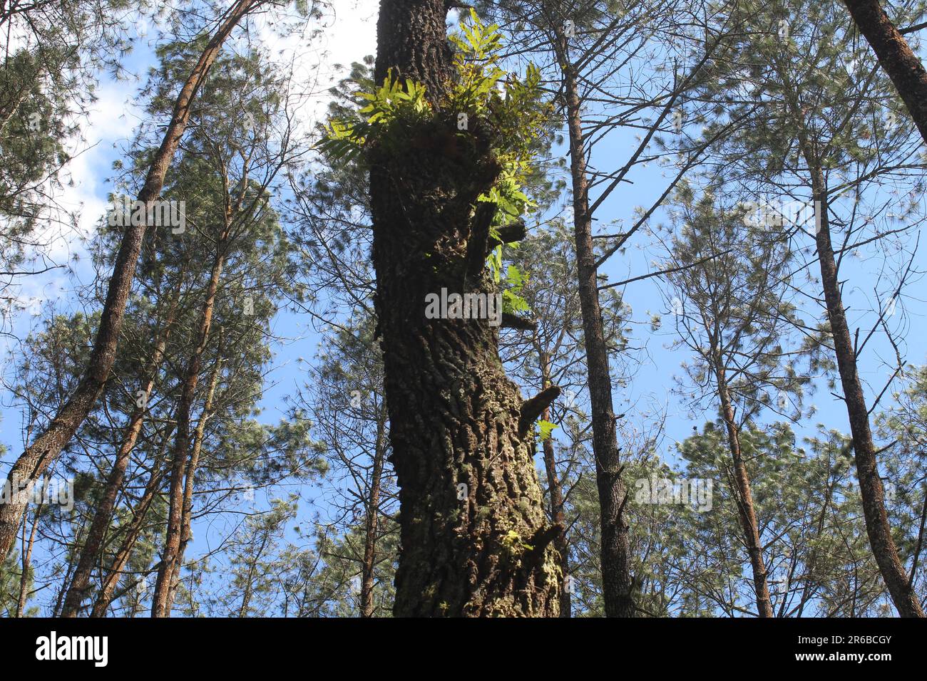 a beautiful pine in Indonesia in country Tasikmalaya Stock Photo - Alamy