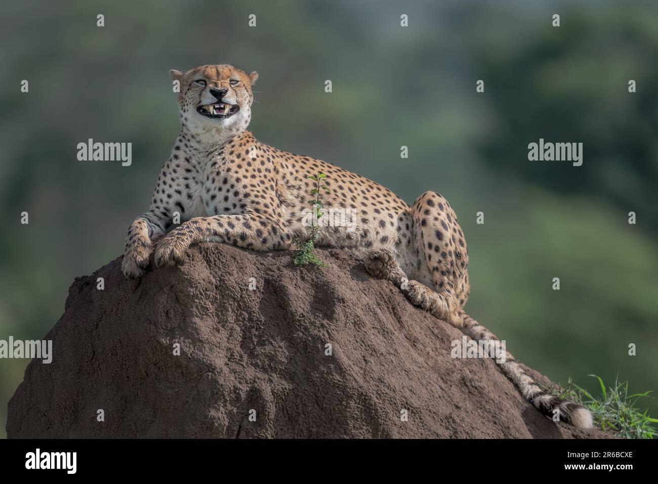 Laughing Cheetah