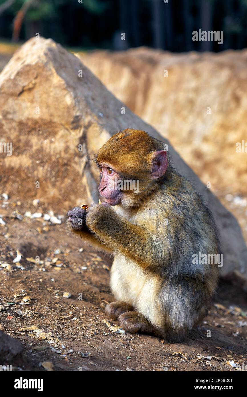Macaque hands hi-res stock photography and images - Alamy