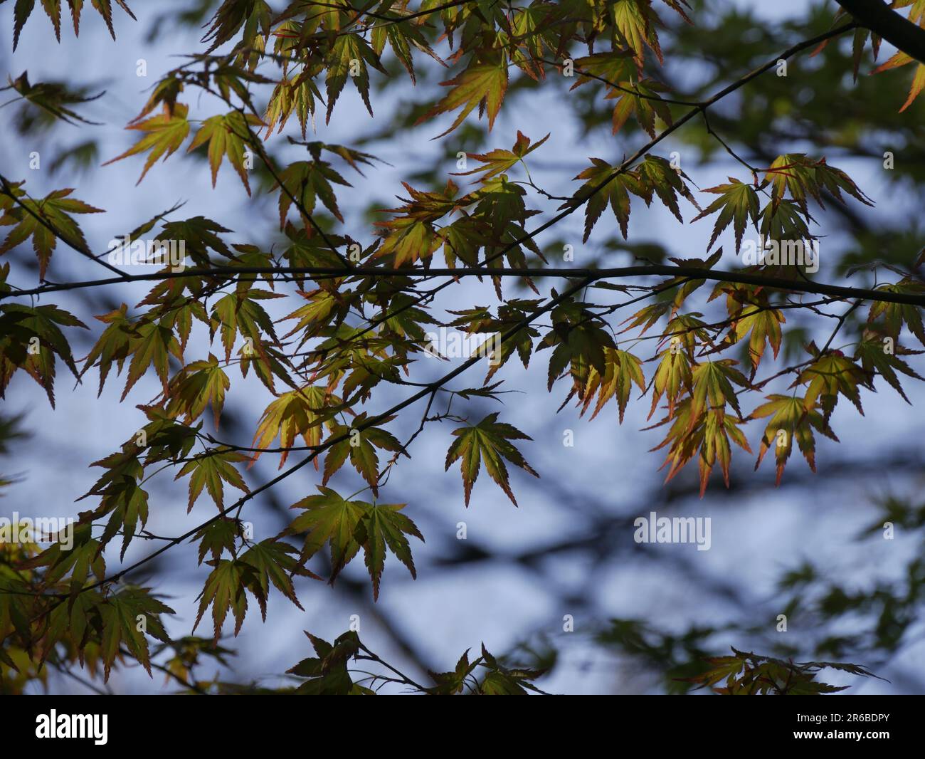 Young mapple tree leaves hi-res stock photography and images - Alamy