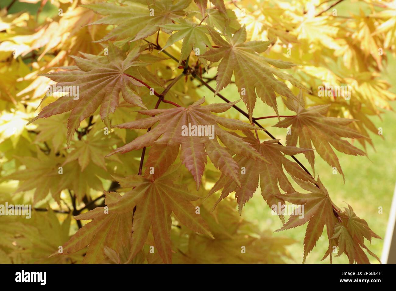 Close up of the red and yellow leaves of a Japanese Maple, Acer ...