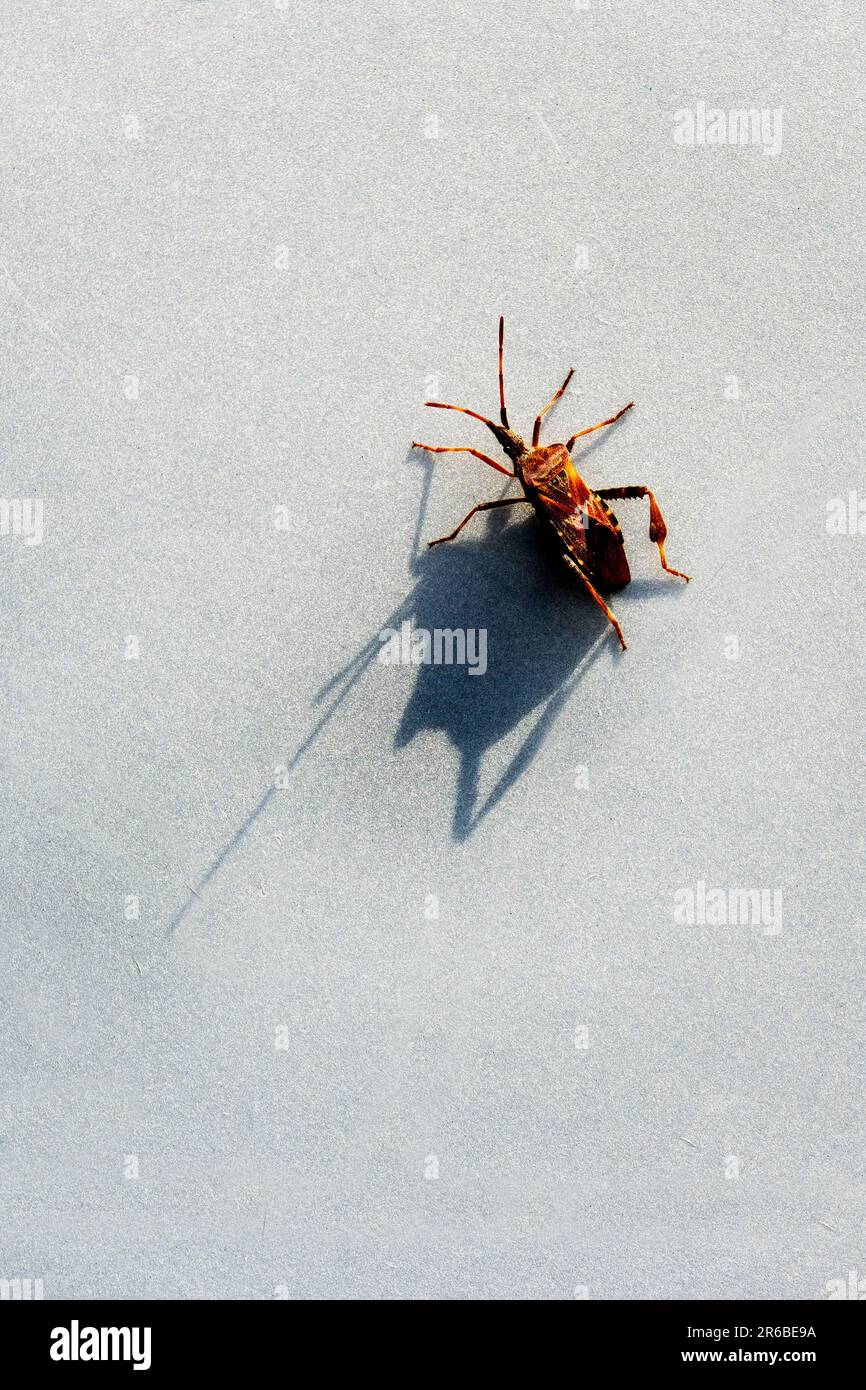 Large bug or insect with antanae on white background with shadow ...