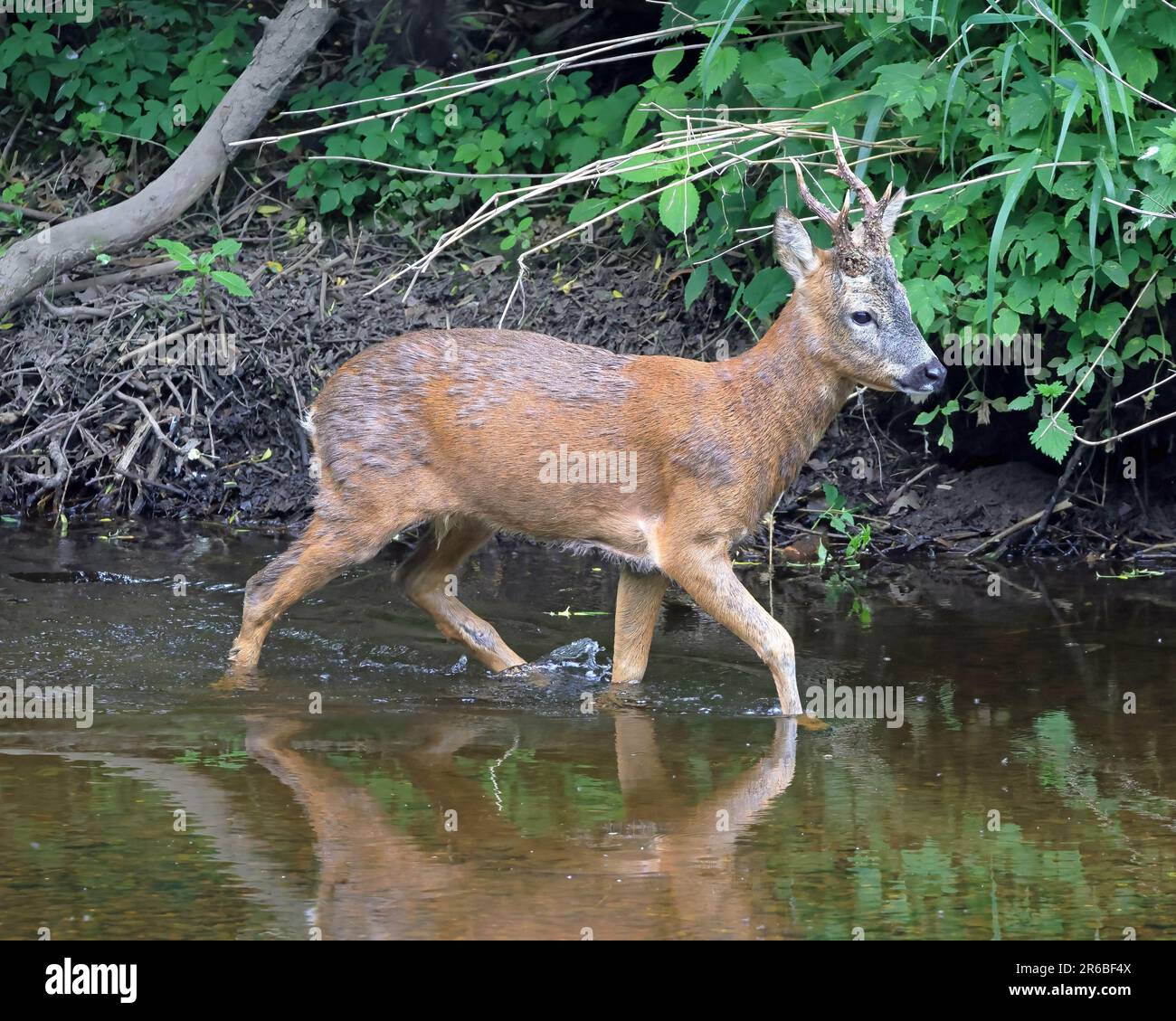 A Roe Deer (Capreolus capreolus) buck Stock Photo - Alamy