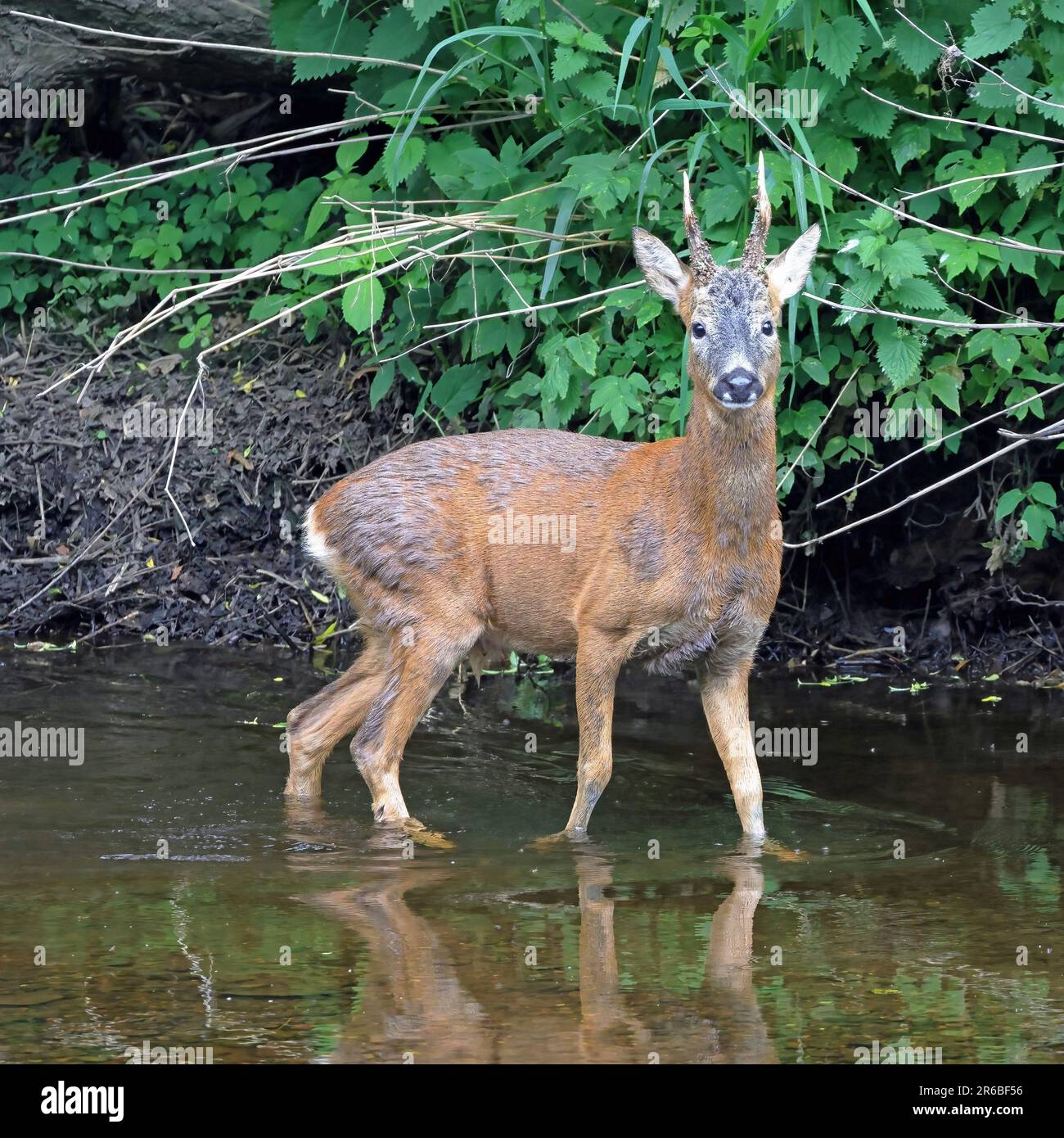 A Roe Deer (Capreolus capreolus) buck Stock Photo - Alamy