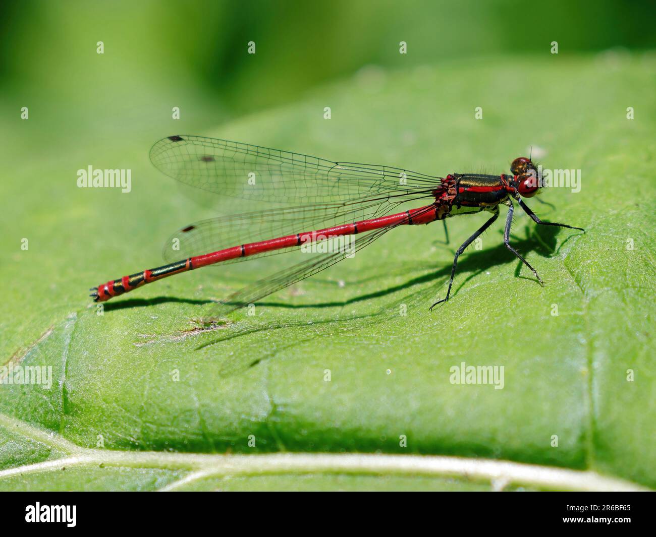 a Large Red Damselfly (pyrrhosoma nymphula Stock Photo - Alamy