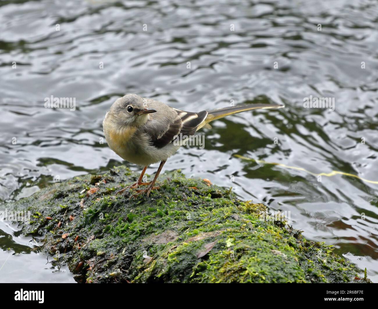 A juvenile Grey Wagtail (motacilla cinerea Stock Photo - Alamy