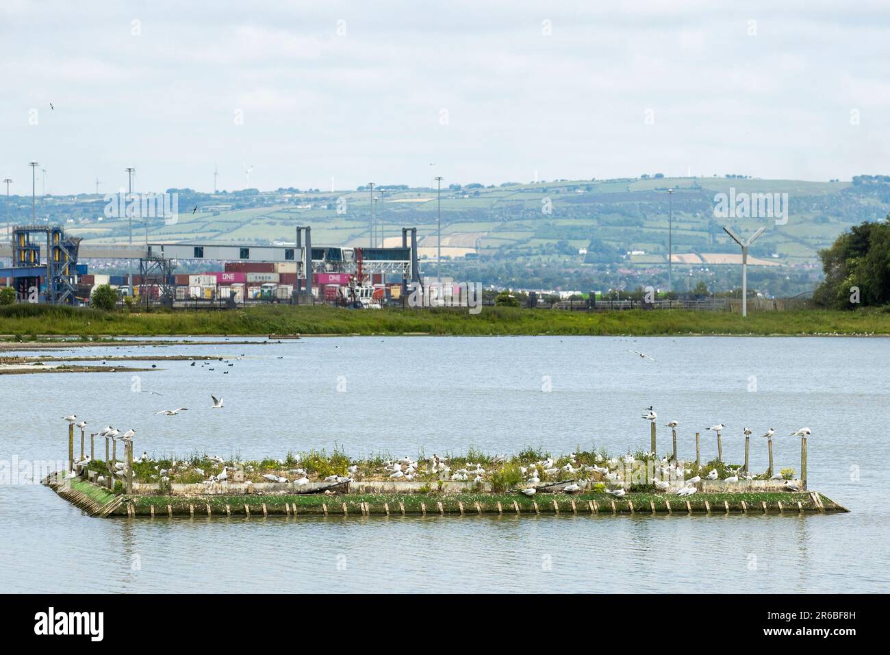 Black-headed gulls at RSPB Belfast's Window On Wildlife reserve in ...